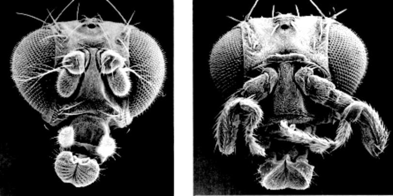 Monster Flies: Strange Tales of Mutation – Monster Biology